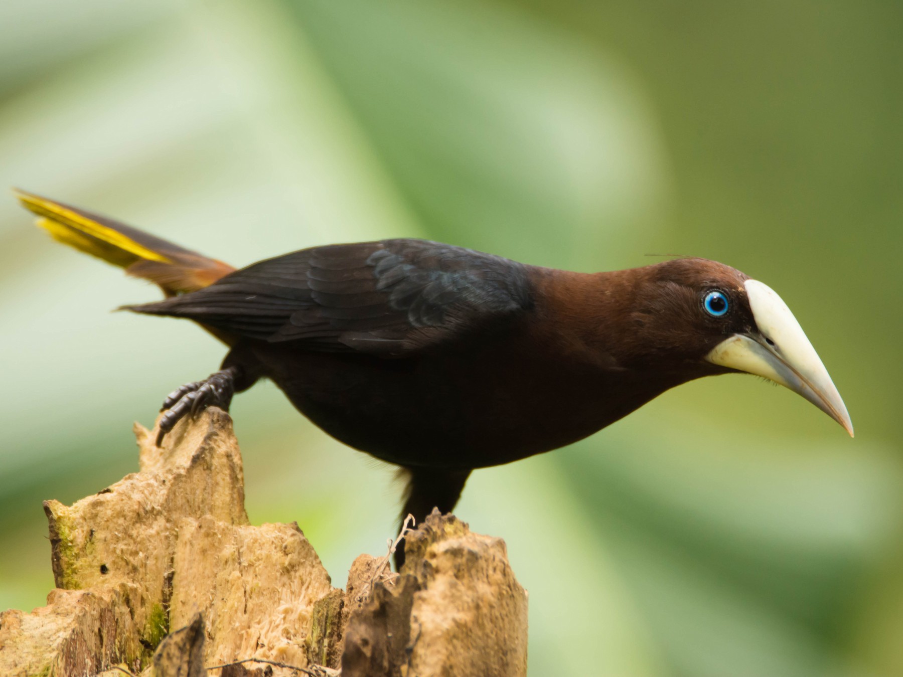 Chestnut-headed Oropendola - eBird
