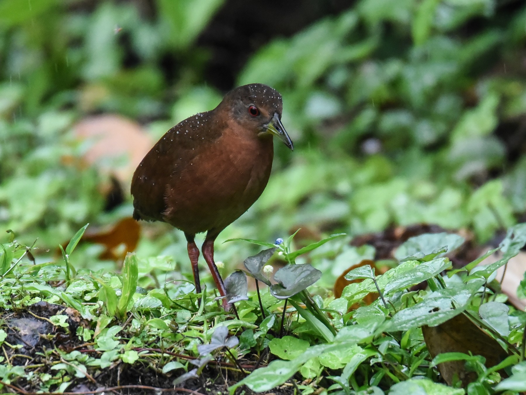 Uniform Crake - eBird