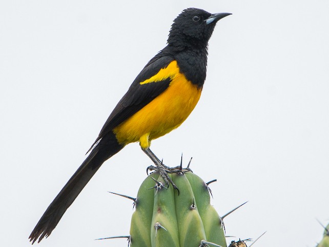 Turpial Culinegro - eBird