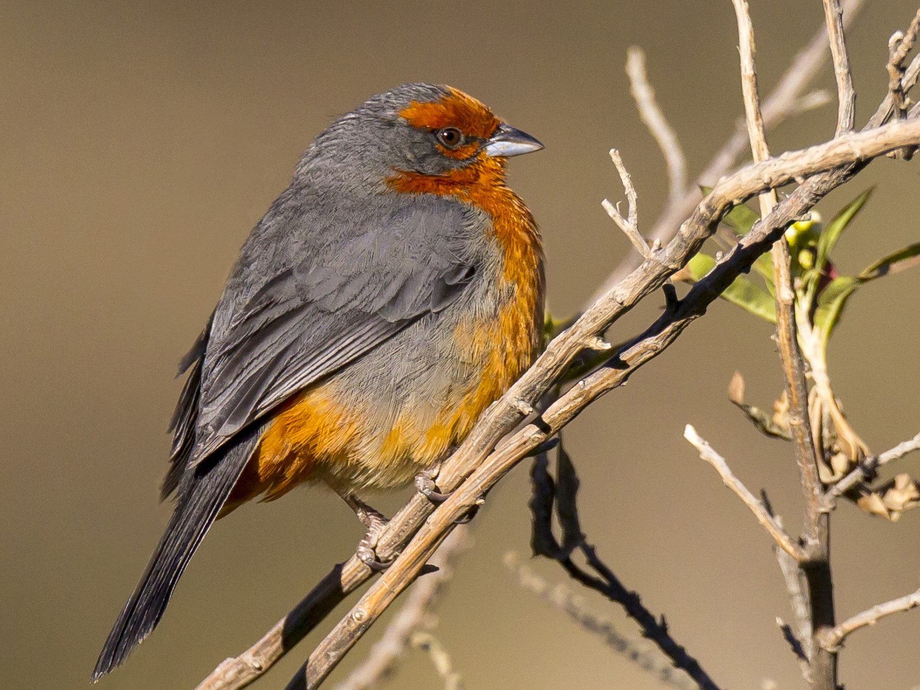 Chipiu de Cochabamba - eBird