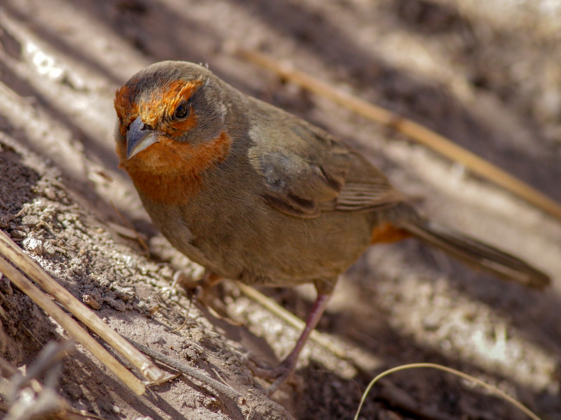 Tucuman Mountain Finch - eBird