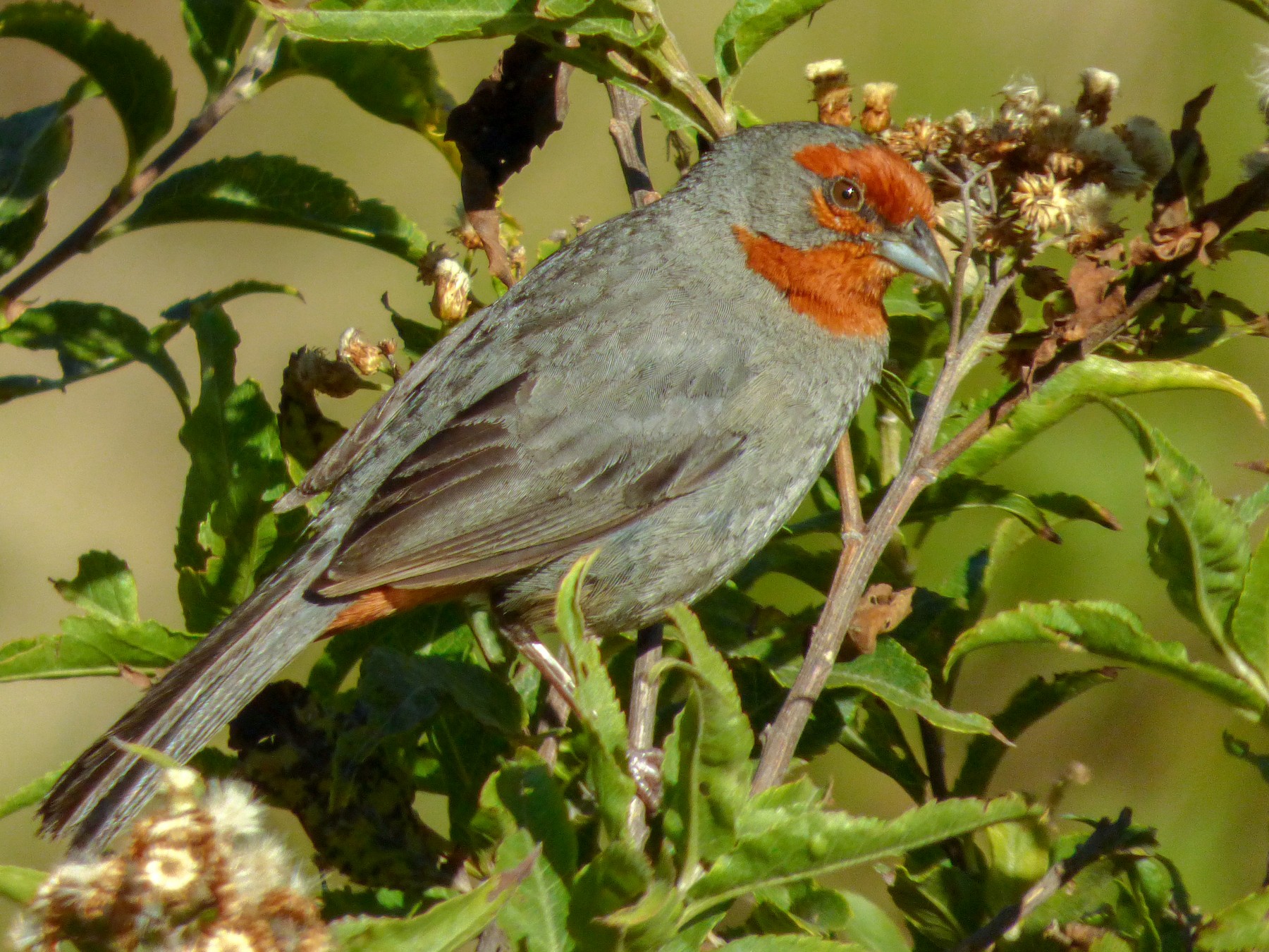 Tucuman Mountain Finch - eBird