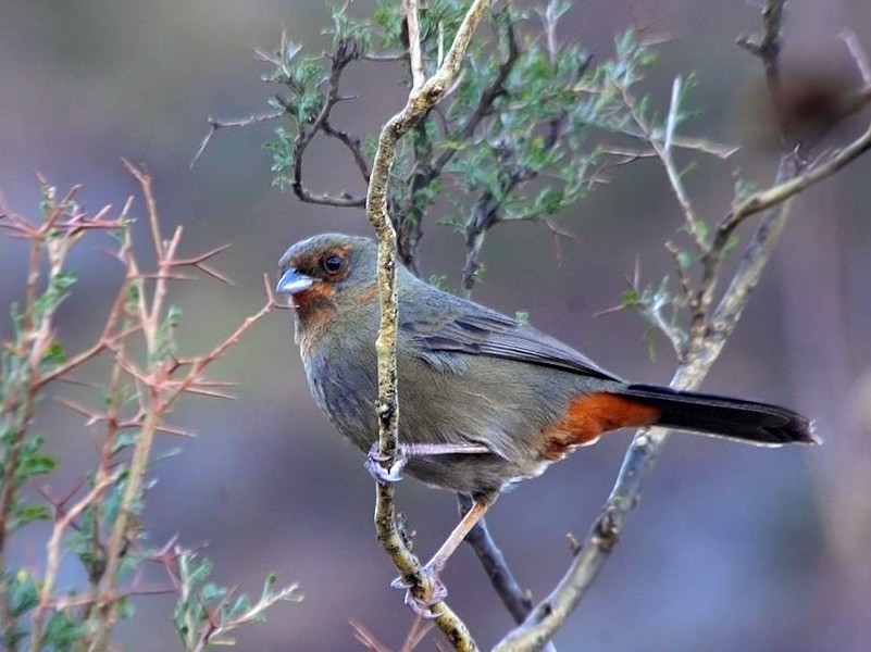 Tucuman Mountain Finch - eBird