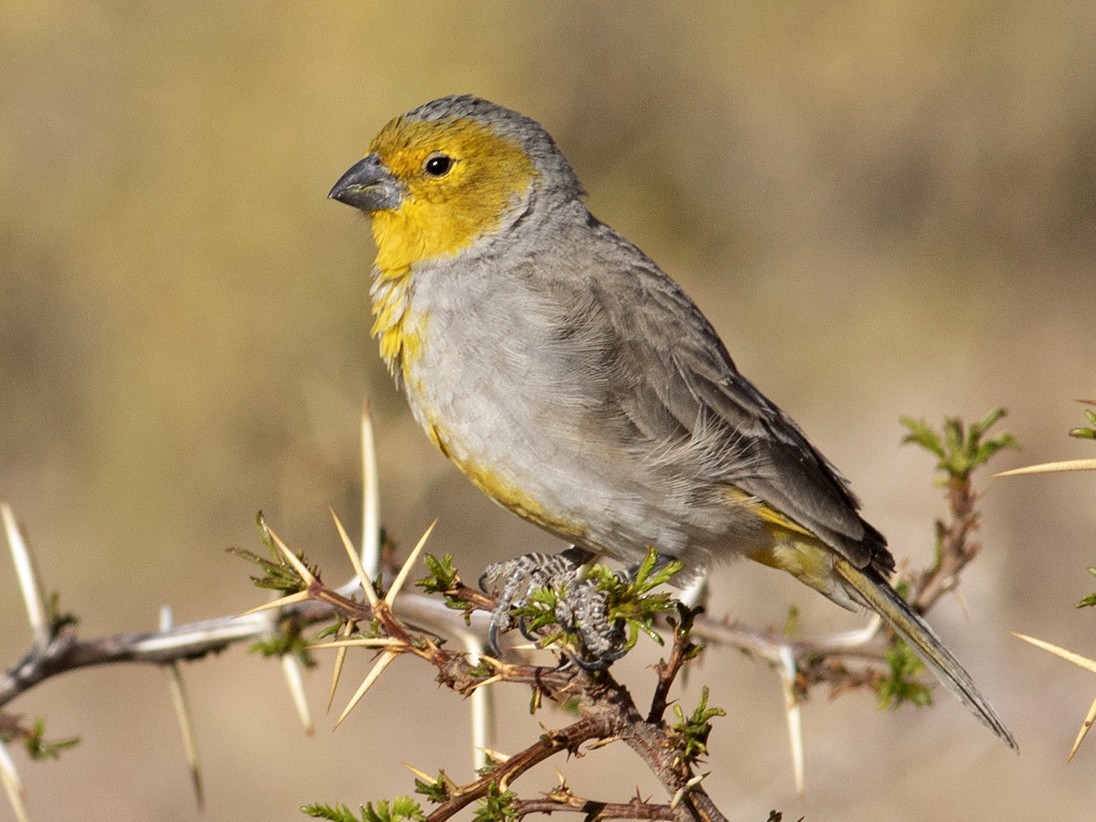 Citron-headed Yellow-Finch - eBird