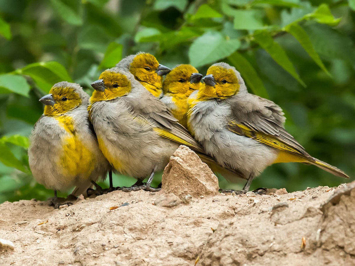 Citron-headed Yellow-Finch - Sicalis luteocephala - Birds of the World