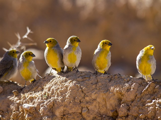 Photos - Citron-headed Yellow-Finch - Sicalis luteocephala - Birds of ...