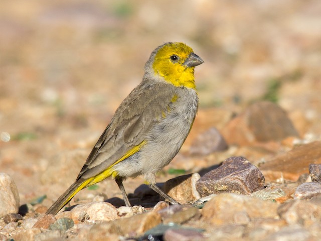 Photos - Citron-headed Yellow-Finch - Sicalis luteocephala - Birds of ...