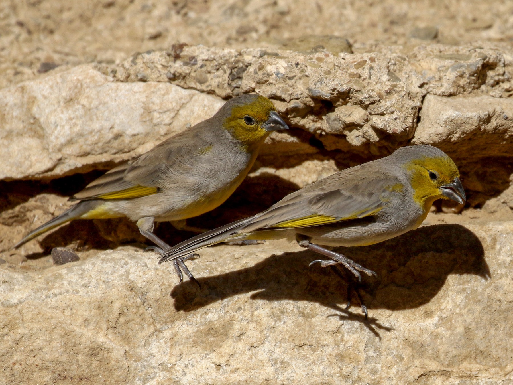 Citron-headed Yellow Finch - eBird