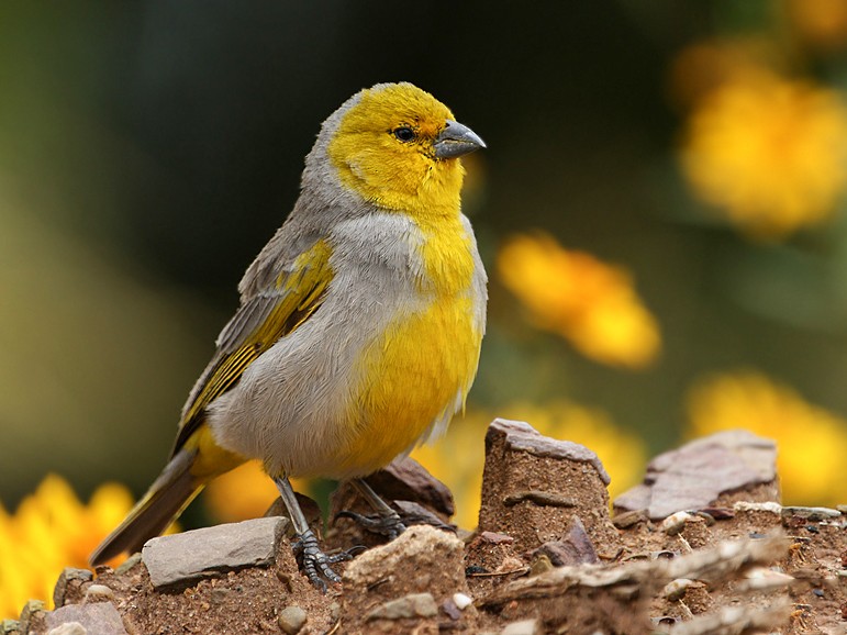 Citron-headed Yellow-Finch - eBird