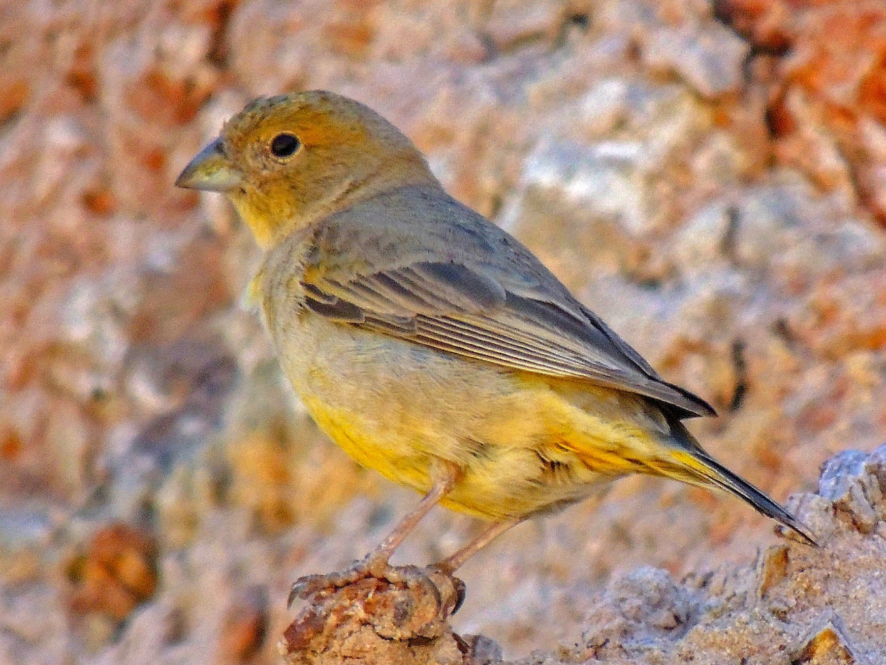 Monte Yellow-Finch - eBird