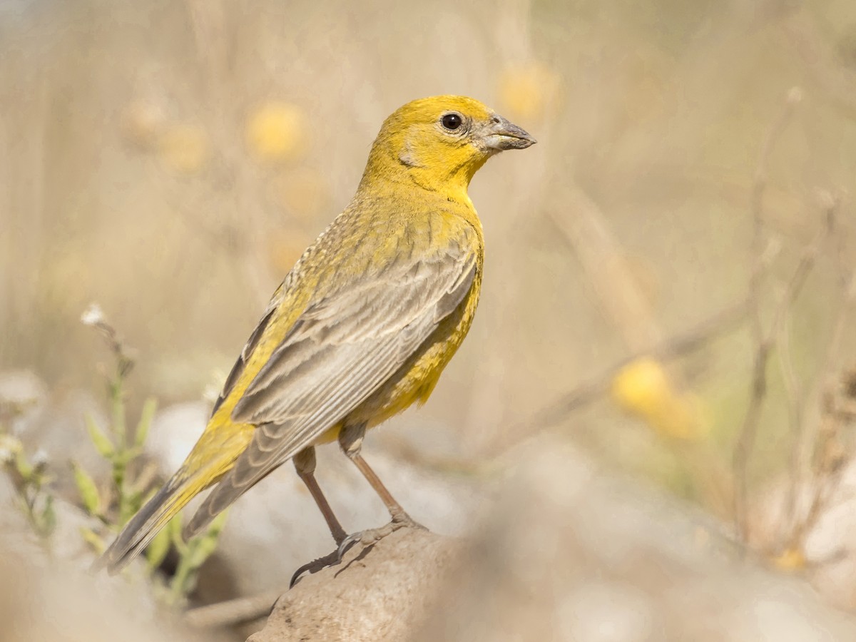 Monte Yellow-Finch - Sicalis mendozae - Birds of the World