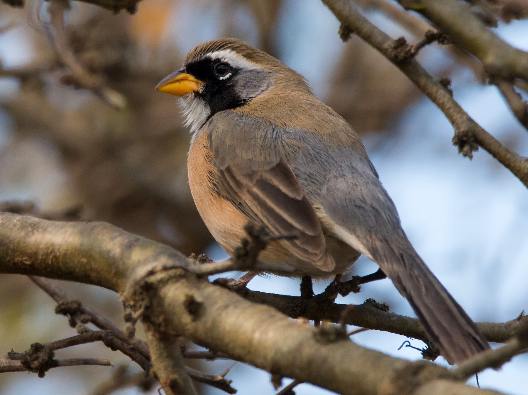 Many-colored Chaco Finch - eBird