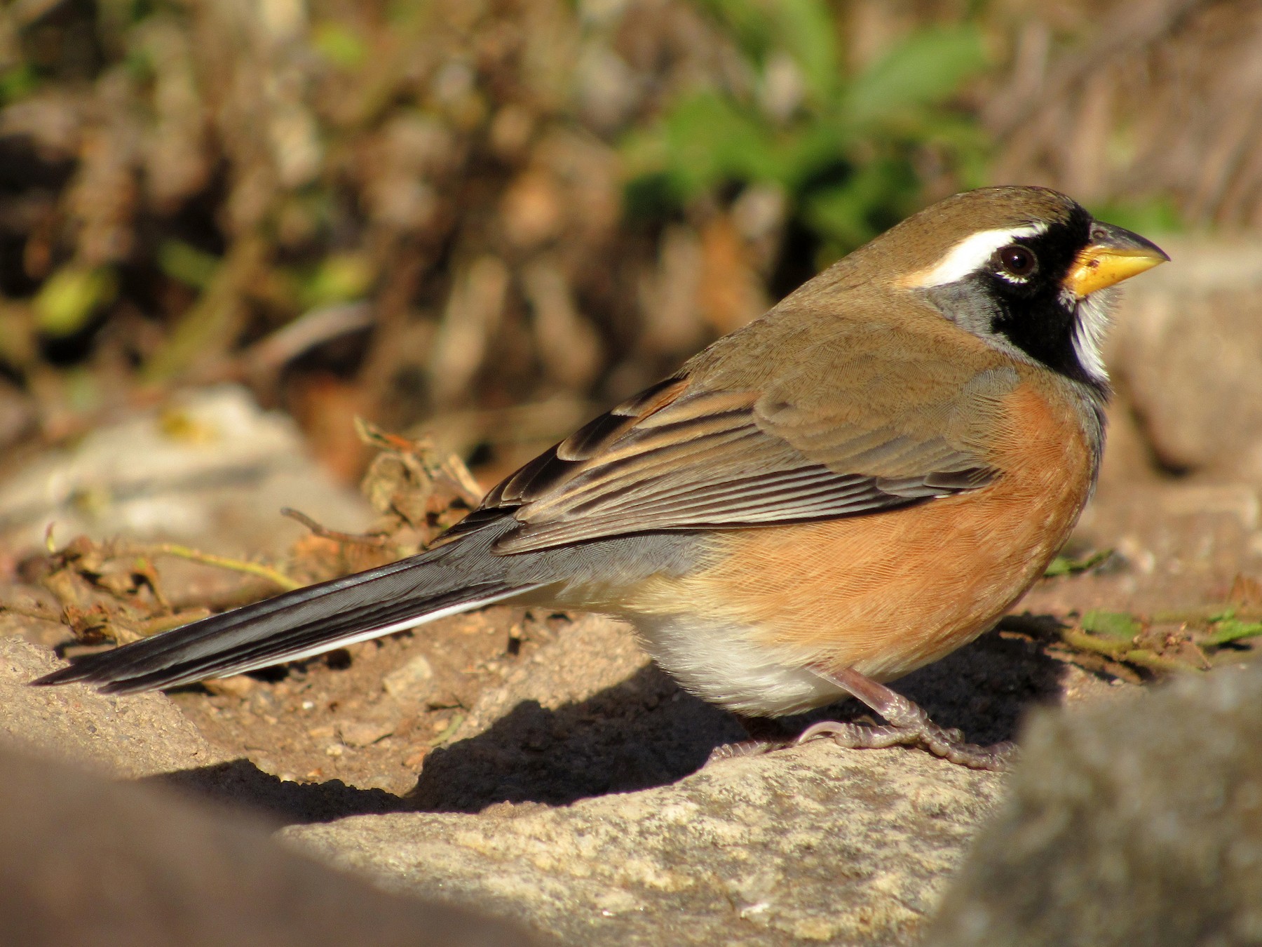 Many-colored Chaco Finch - eBird