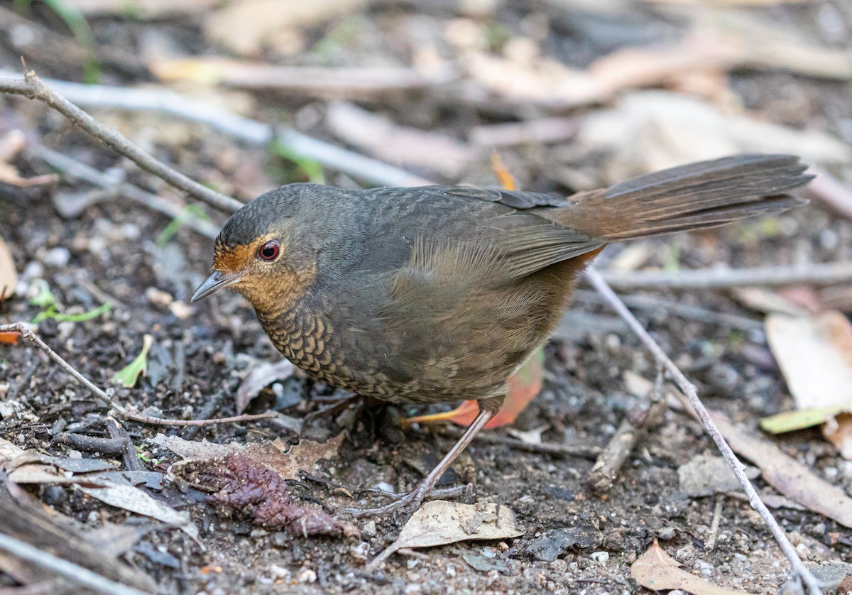 eBird Checklist - 17 Jun 2020 - Tidbinbilla Nature Reserve--Lyrebird ...