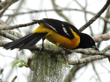 Bar-winged Oriole - eBird