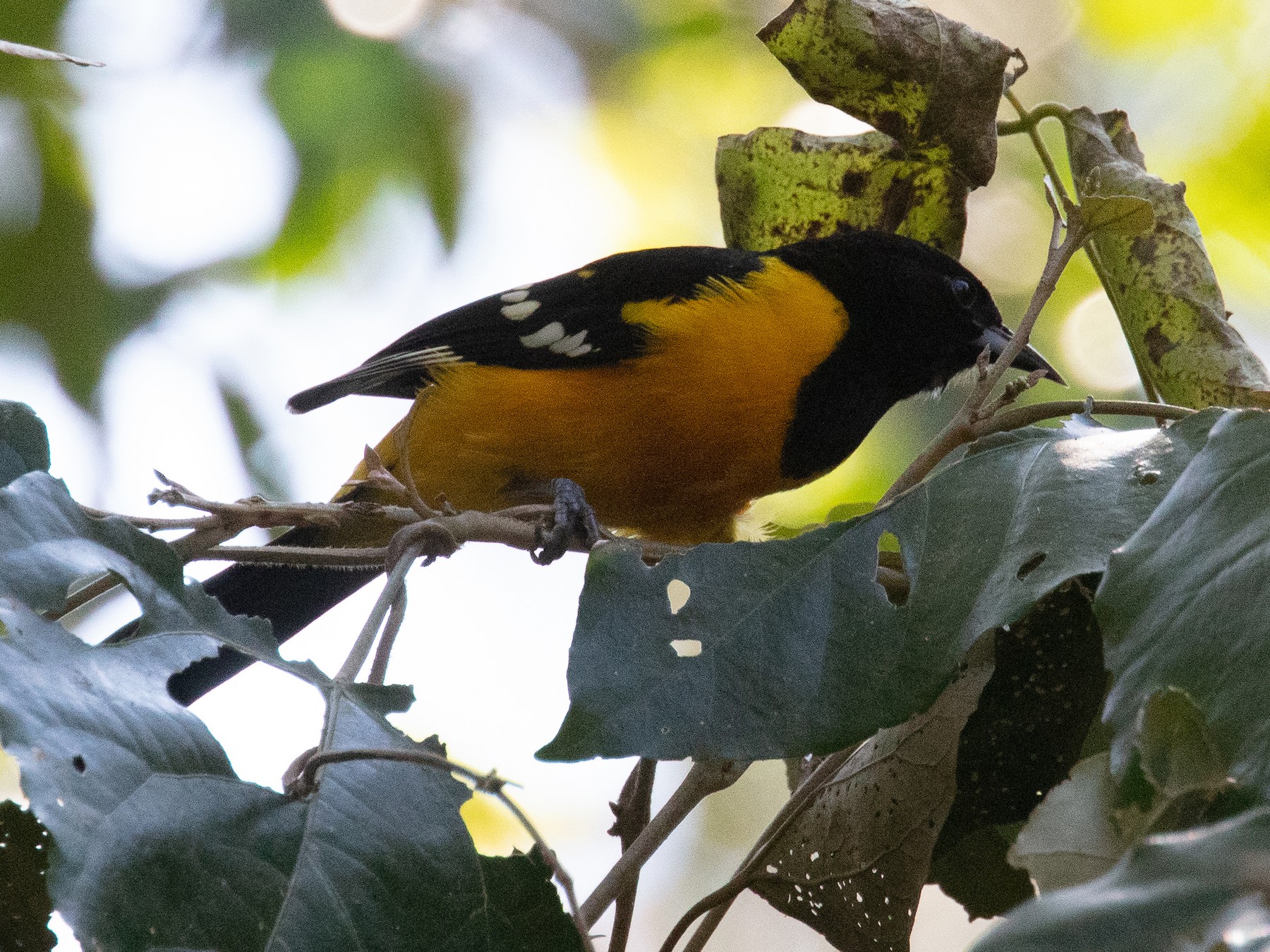 Bar-winged Oriole - eBird