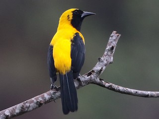 Yellow-backed Oriole - eBird