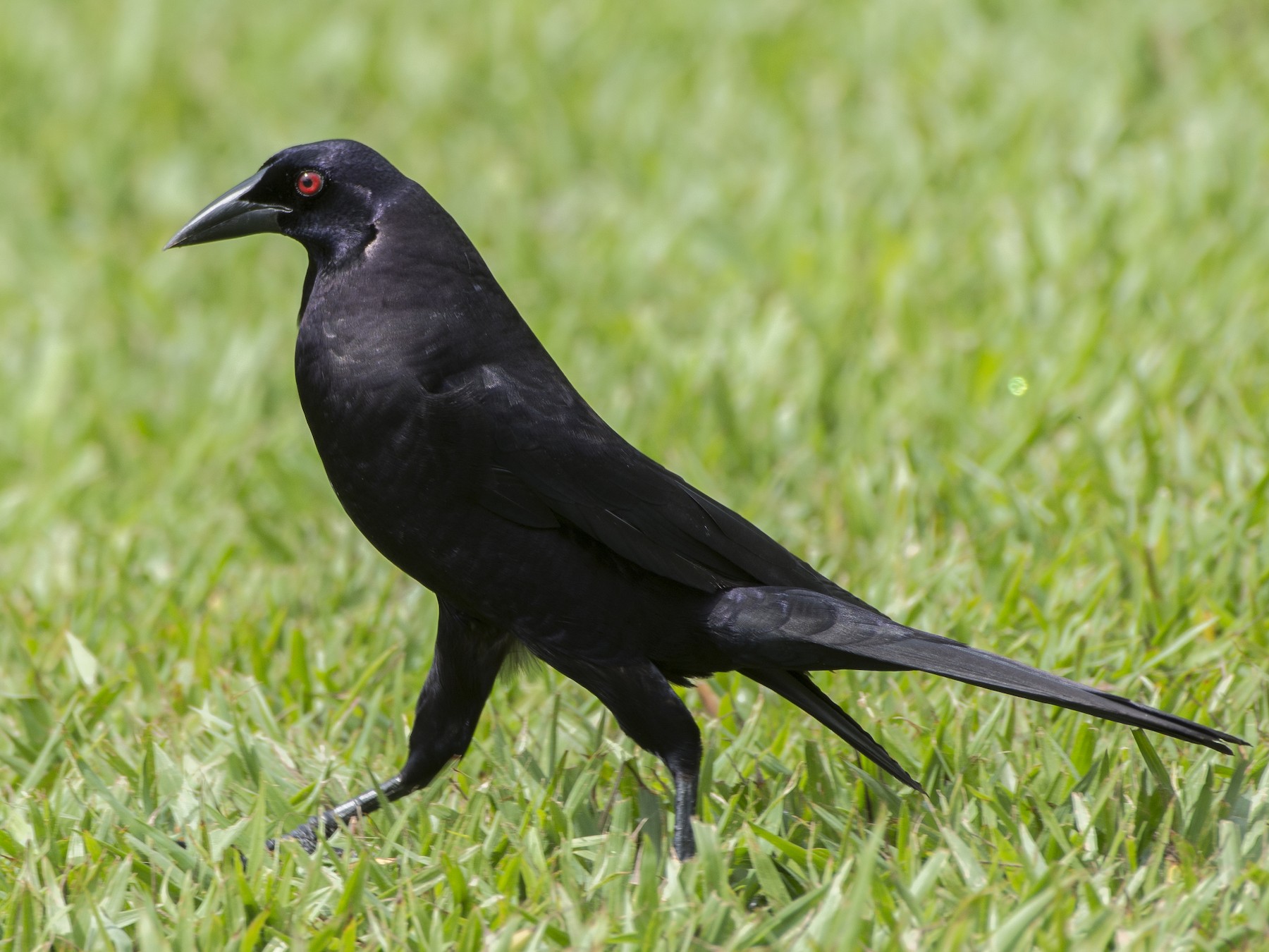 Giant Cowbird - eBird