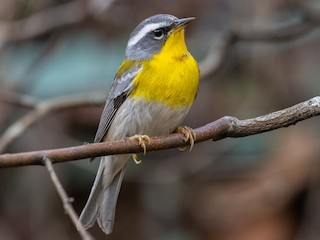 Crescent-chested Warbler - eBird