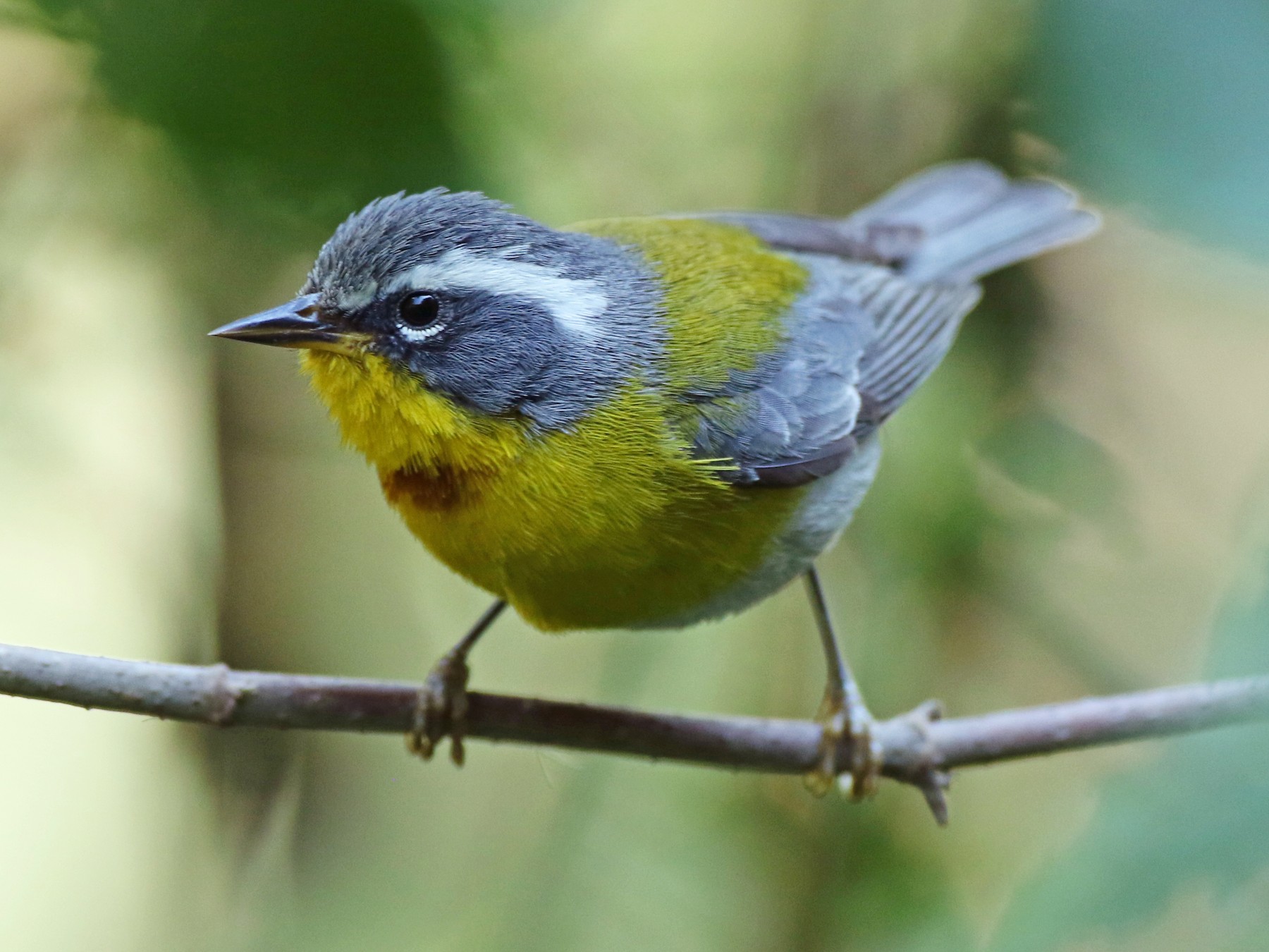 Crescent-chested Warbler - eBird