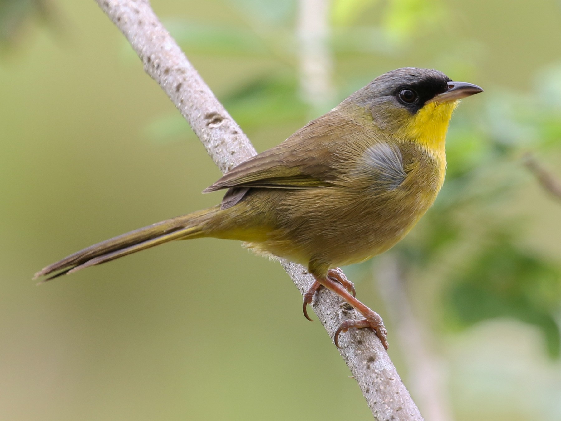 Gray-crowned Yellowthroat - eBird