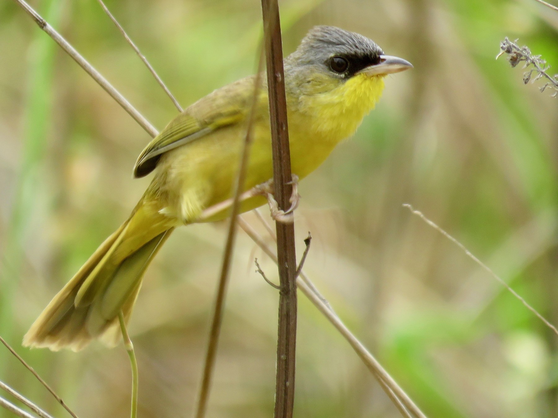 Grey-crowned Yellowthroat - eBird