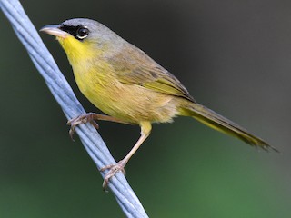 Gray-crowned Yellowthroat - eBird