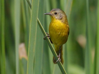 Mascarita Transvolcánica - eBird