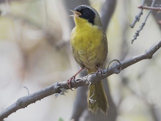 Hooded Yellowthroat - eBird