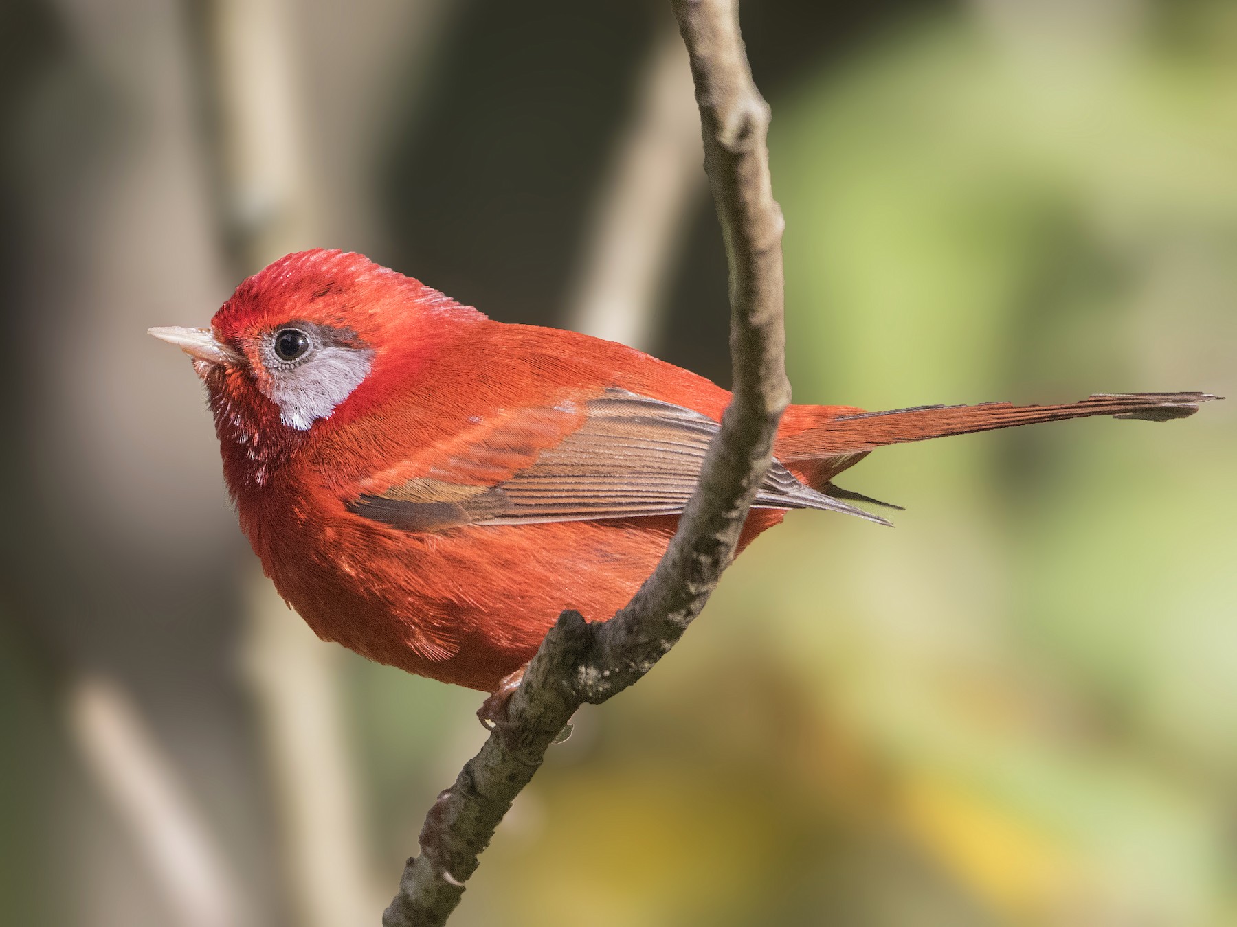 Red Warbler Bird