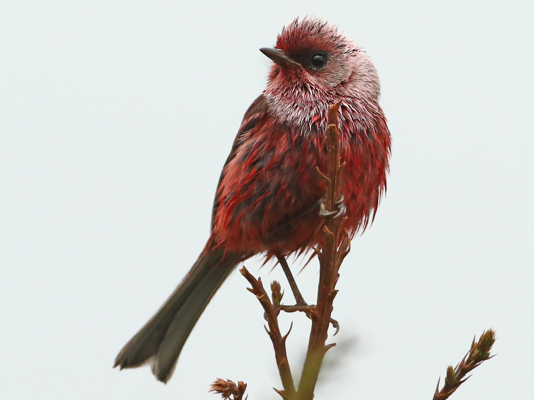 Pink-headed Warbler - eBird