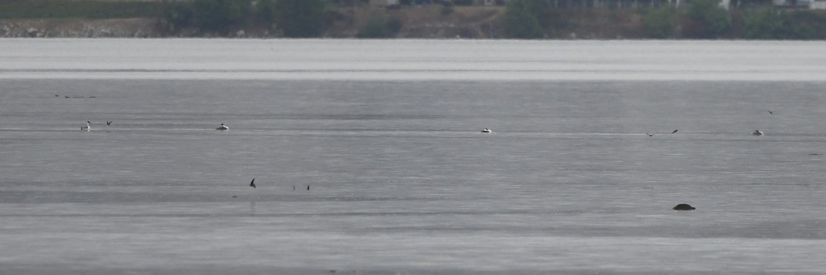 eBird Pacific Northwest Checklist - 13 Jun 2020 - Cassimer Bar Wildlife ...