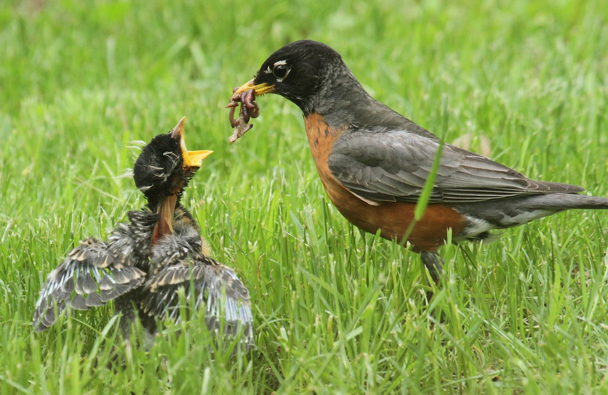 We need your bird photos! - Wisconsin Breeding Bird Atlas
