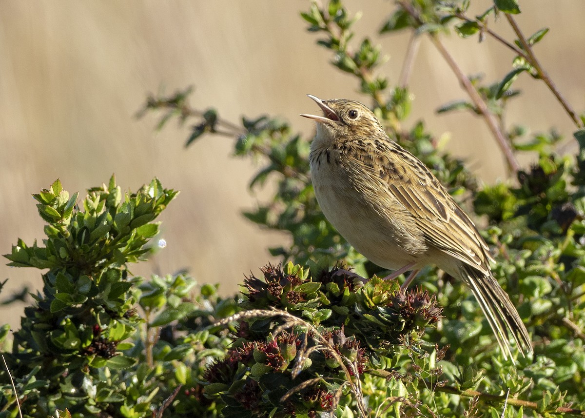 eBird Checklist - 1 Oct 2010 - Ecuador - 269 species