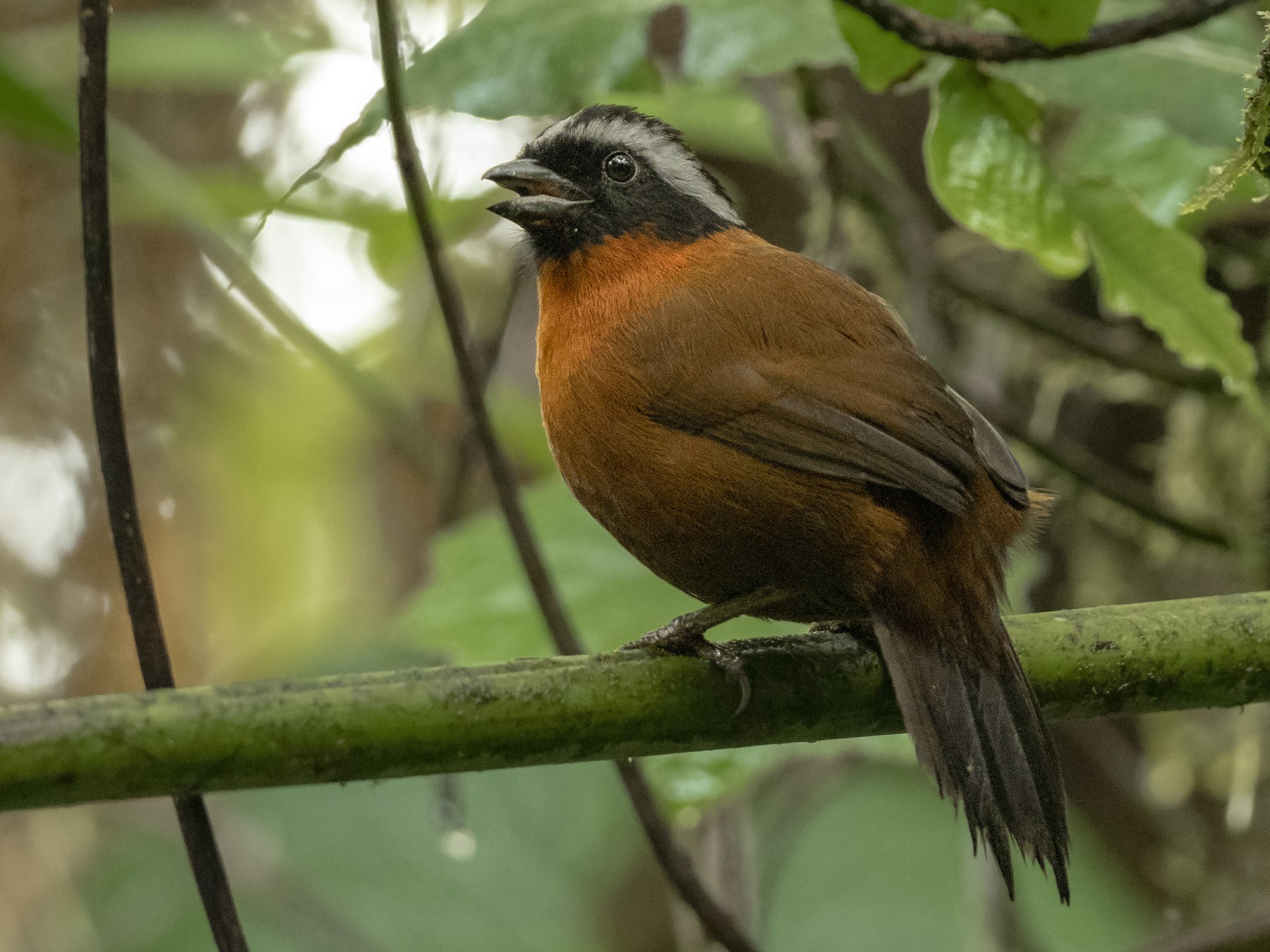 Tanager Finch - eBird