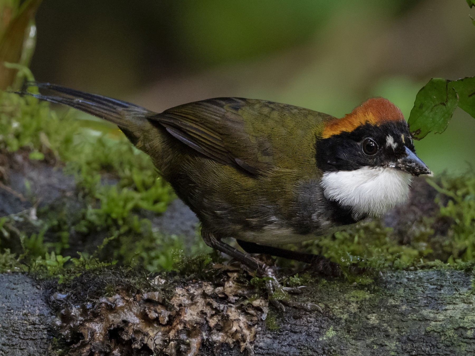 Chestnut-capped Brushfinch - eBird