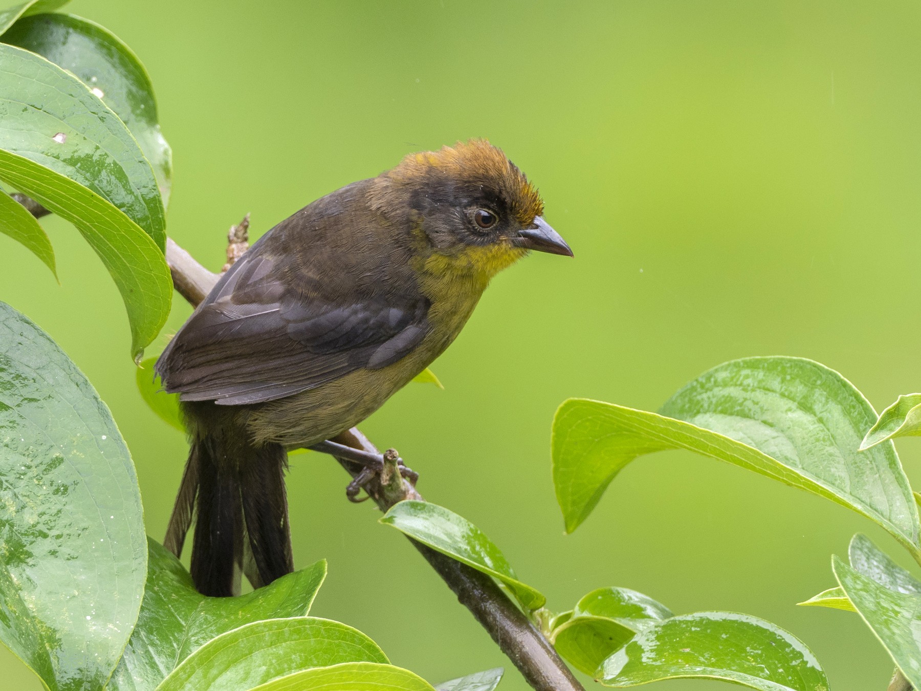 Tricolored Brushfinch - eBird