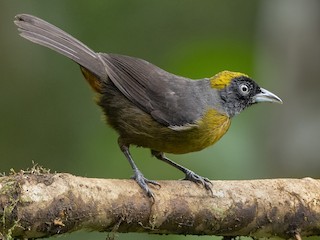 Dusky-faced Tanager - Mitrospingus cassinii - Birds of the World