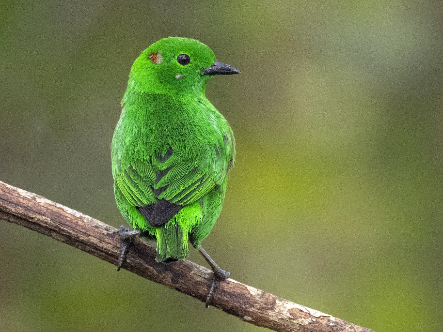 Glistening-green Tanager - eBird