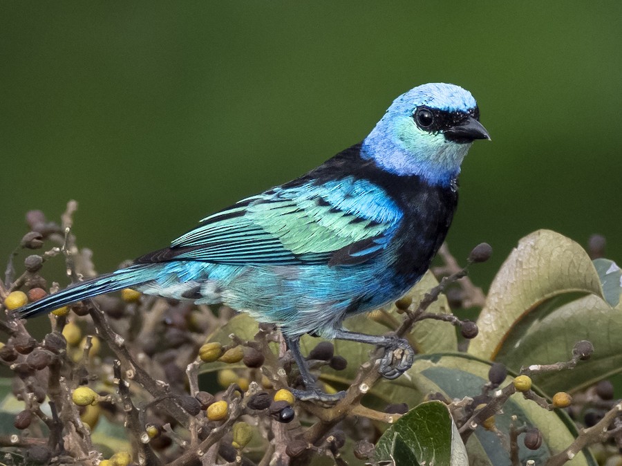 Masked Tanager - eBird