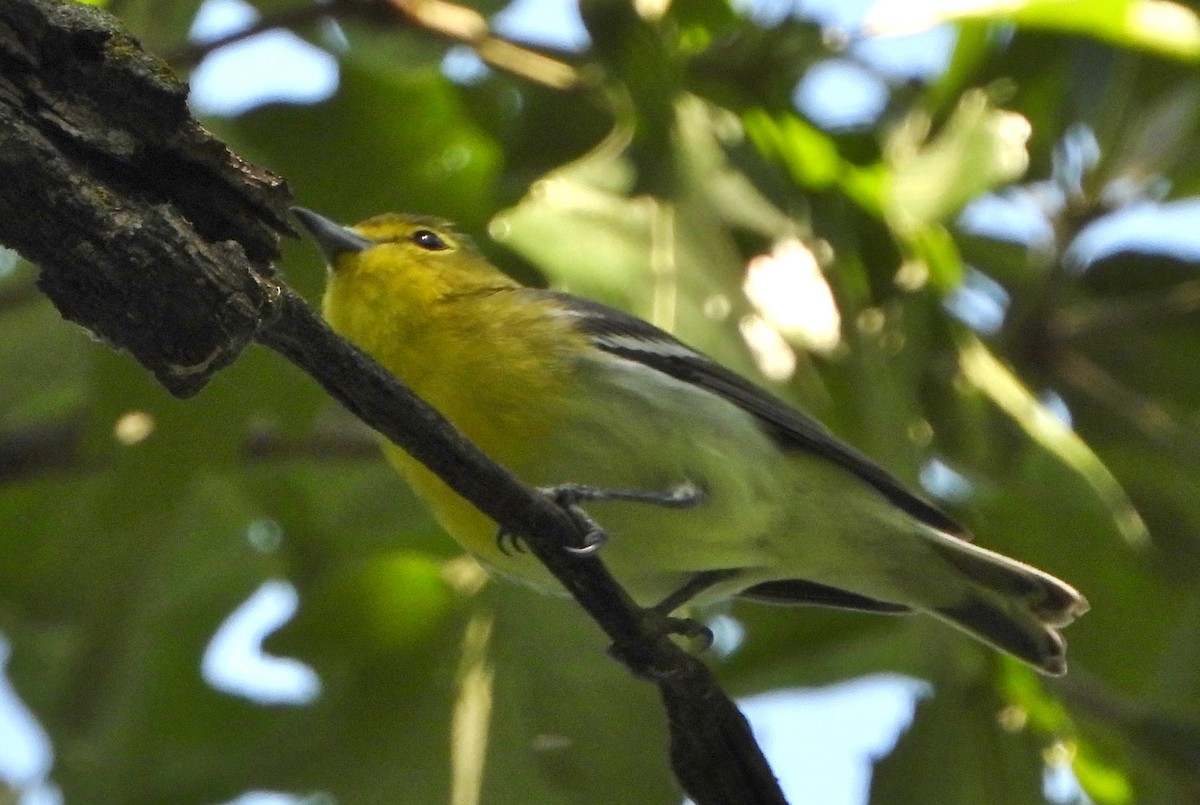 eBird Checklist - 16 Jun 2020 - Minnesota Valley NWR--Louisville Swamp ...