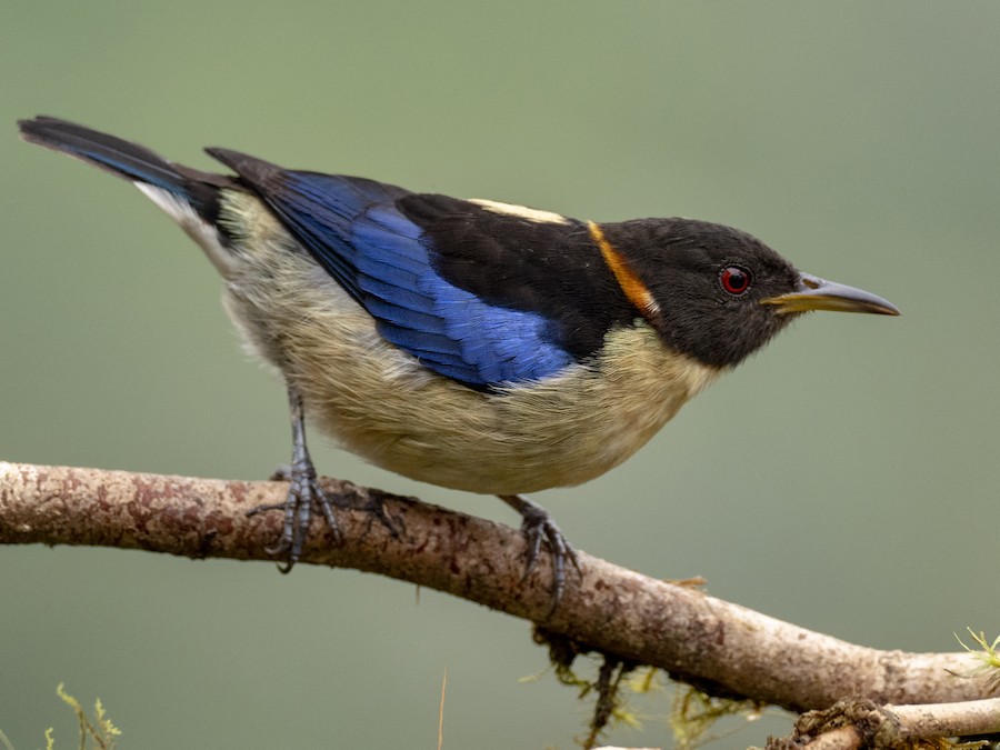 Golden-collared Honeycreeper - eBird