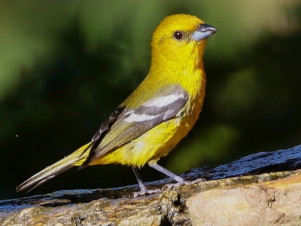 White-winged Tanager - eBird