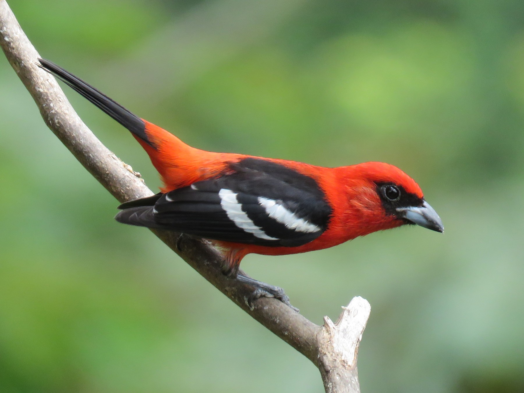 White-winged Tanager - eBird