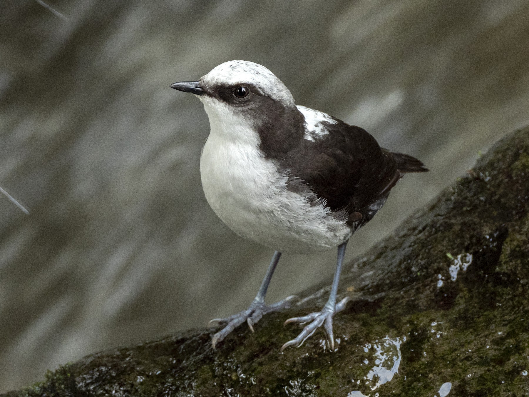 White-capped Dipper - eBird