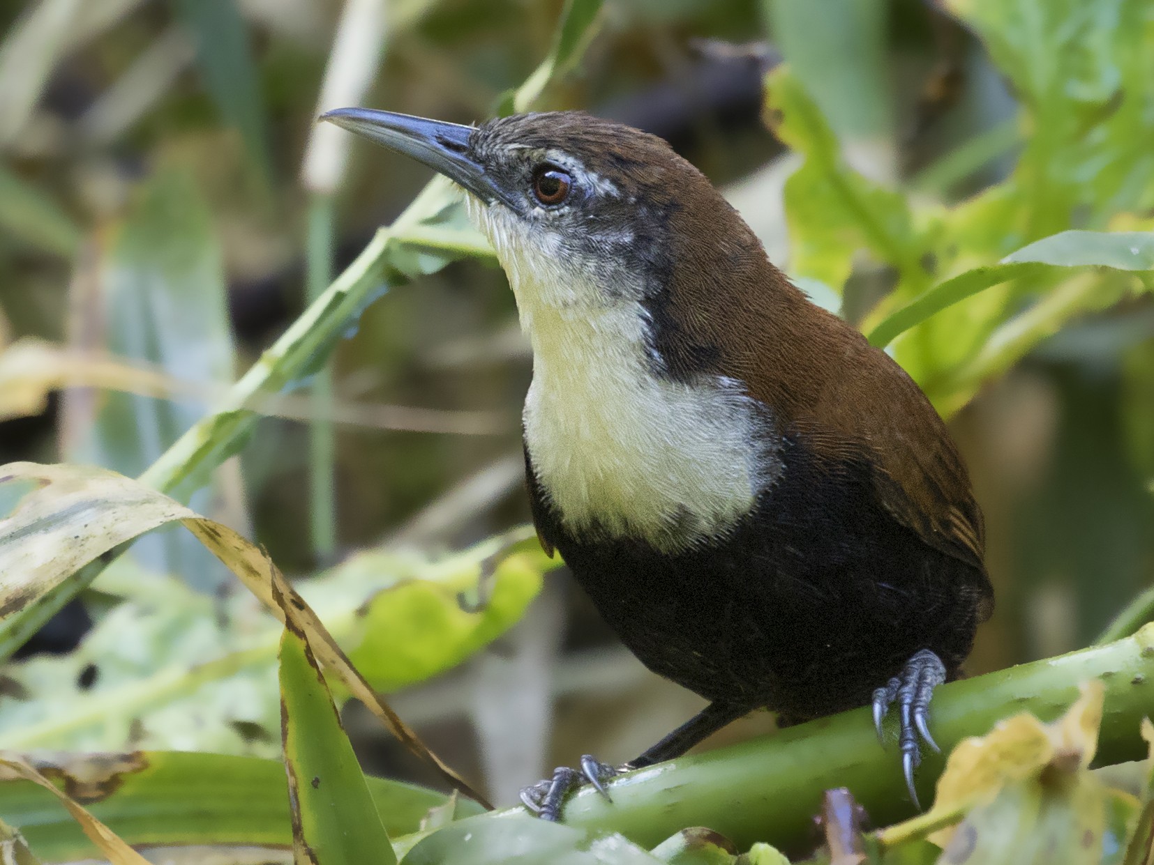 Black-bellied Wren - eBird