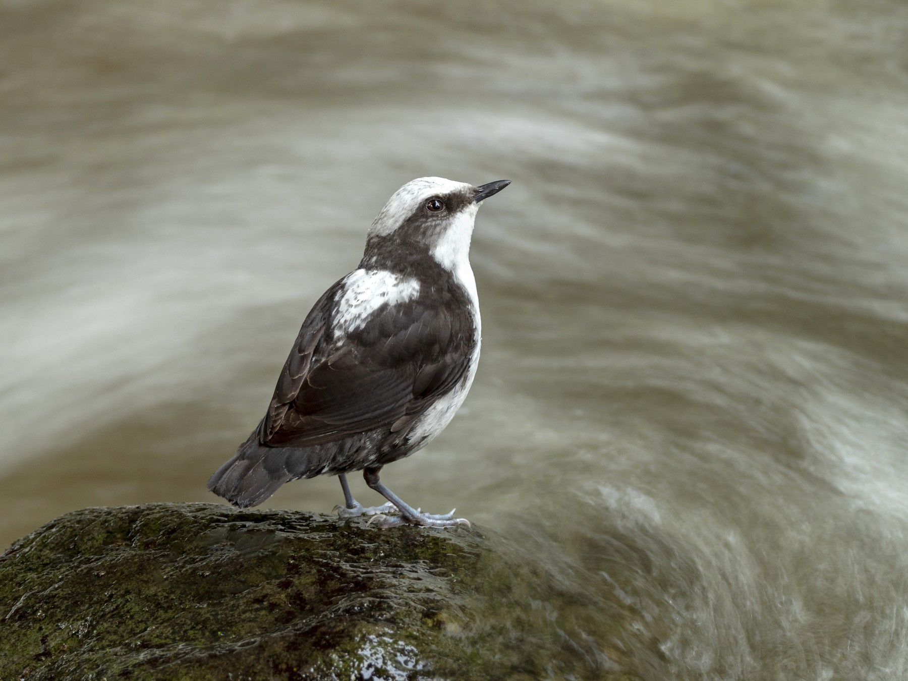 White-capped Dipper - eBird