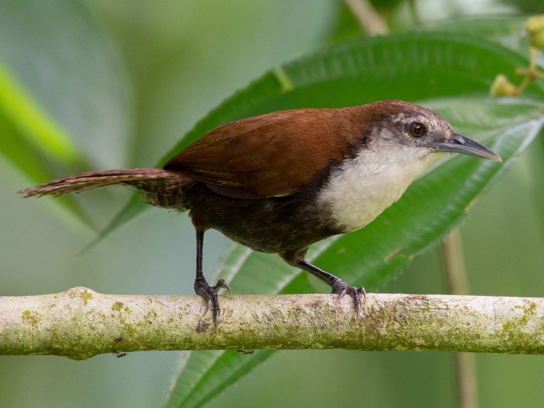 Black-bellied Wren - eBird