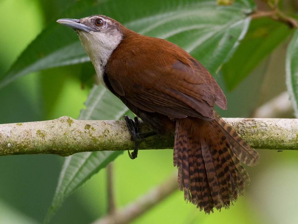 Black-bellied Wren - eBird