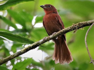 Red-crowned Ant-Tanager - eBird
